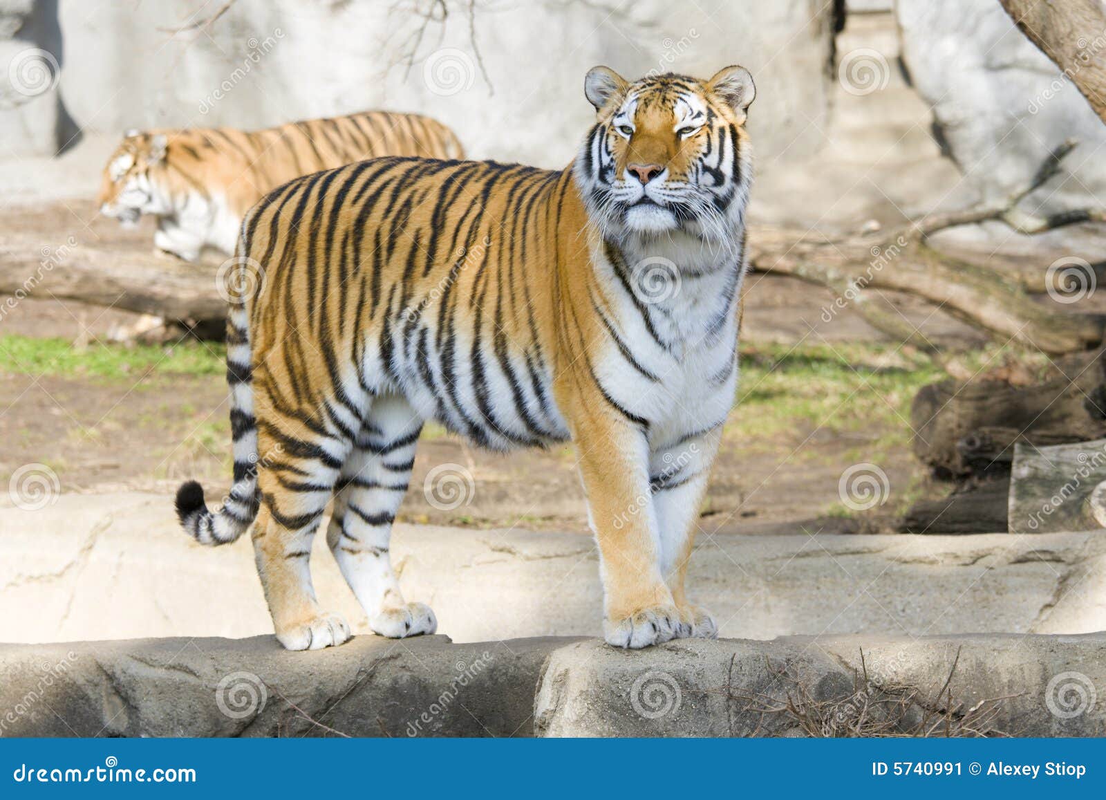 Tiger Squinting Stock Photos - Free & Royalty-Free Stock Photos from ...