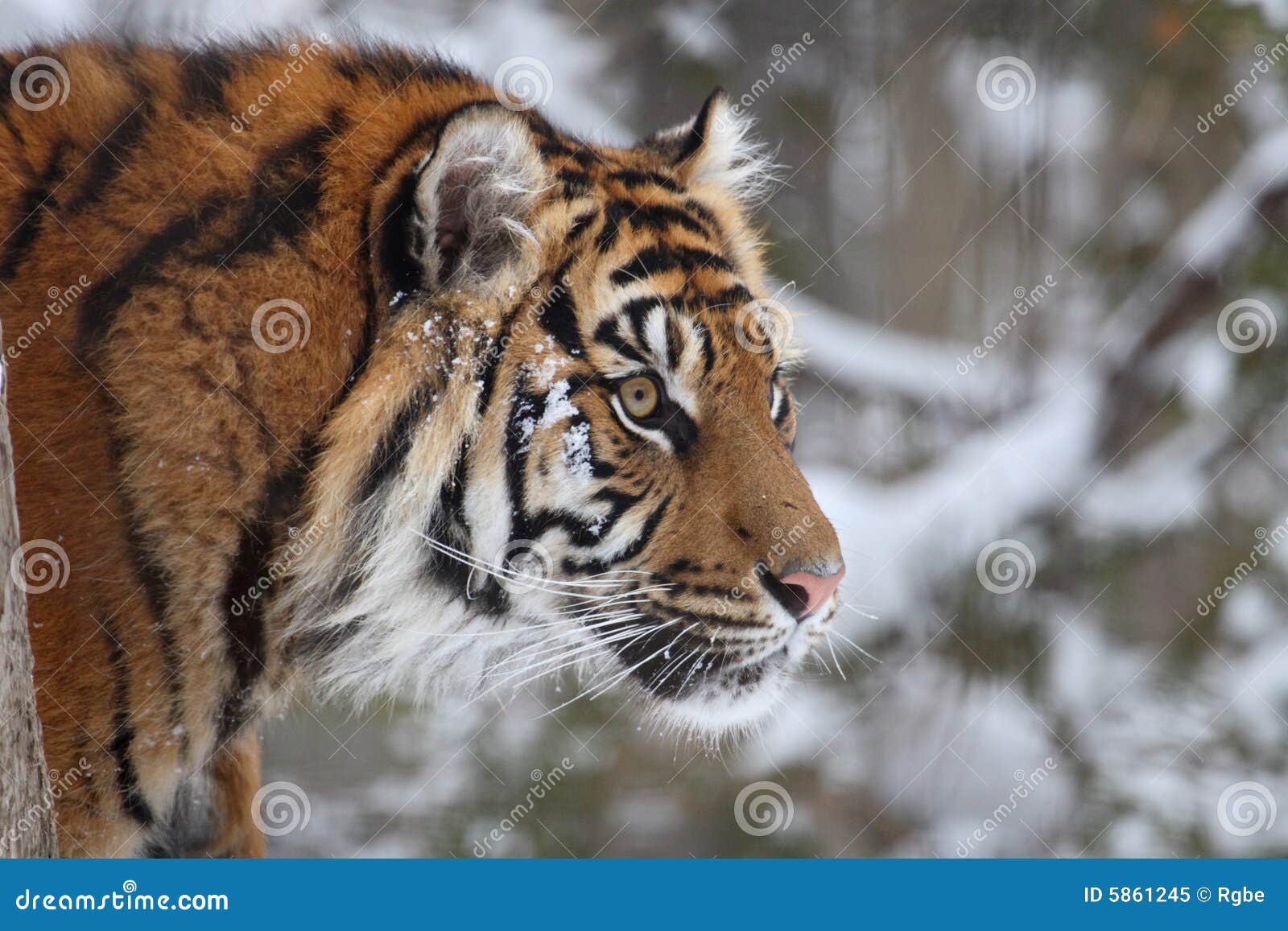 Tiger stock image. Image of profile, head, tiger, wildlife - 5861245