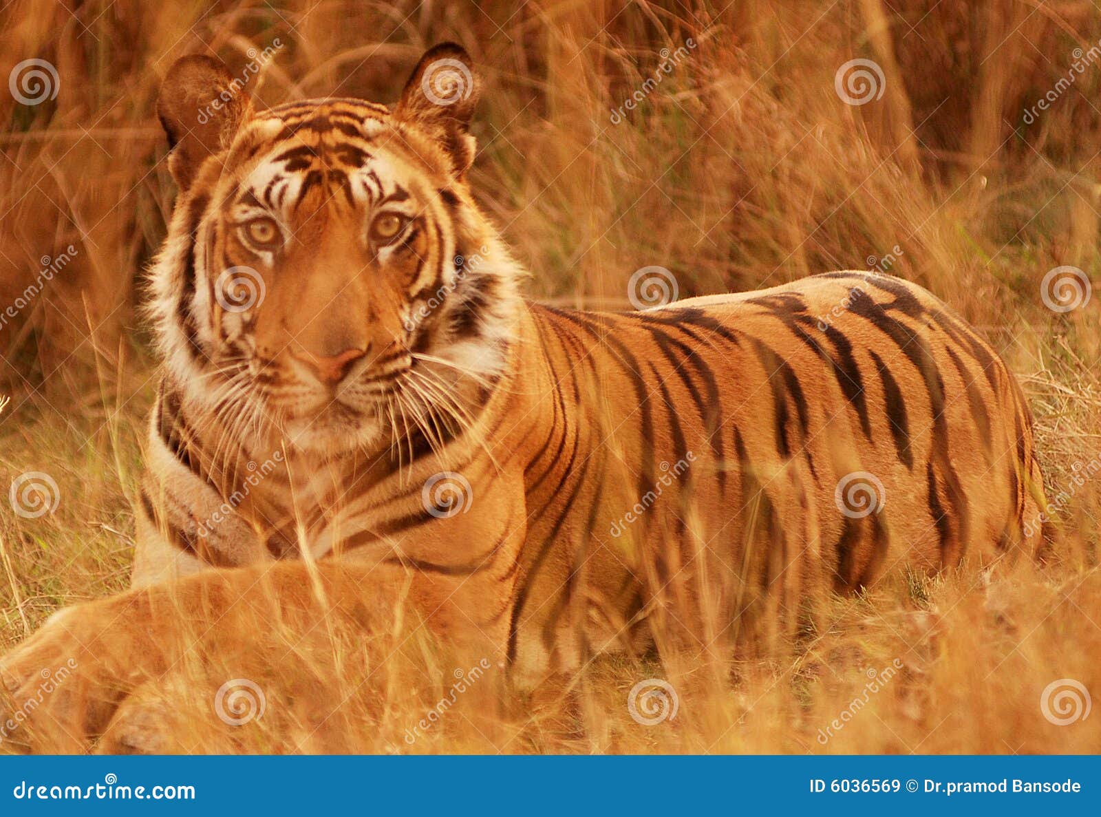 Tiger stock image. Image of morning, tiger, looking, eyes - 6036569