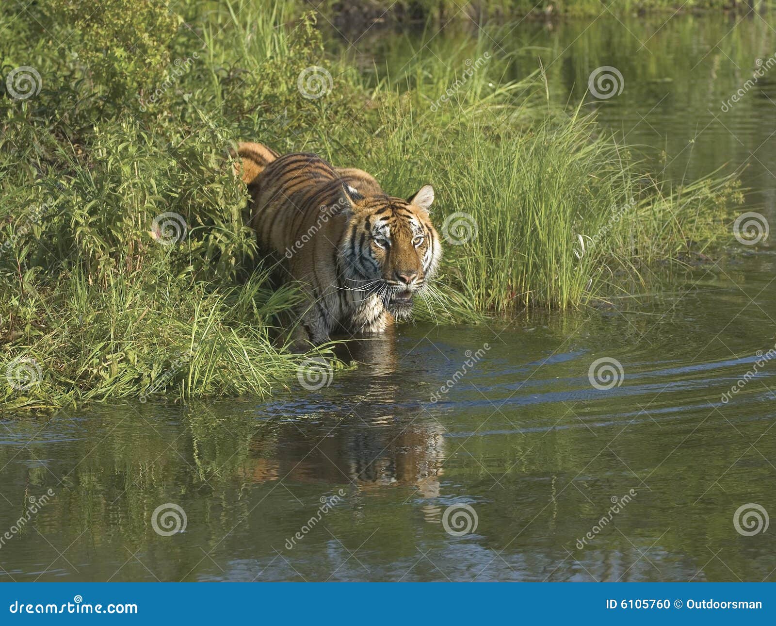 Tiger stock photo. Image of outdoors, river, tiger, nature - 6105760
