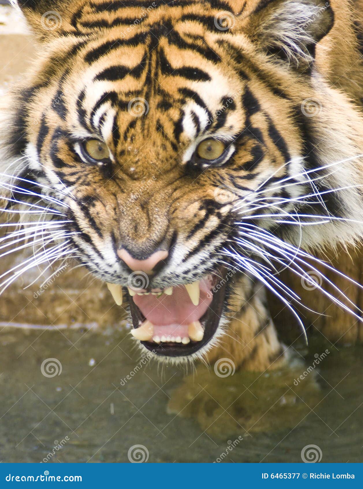 Tiger stock image. Image of frustrated, india, asian, wild - 6465377