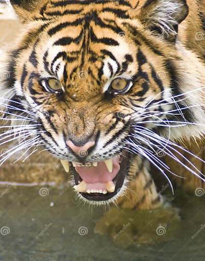 Tiger stock image. Image of frustrated, india, asian, wild - 6465377