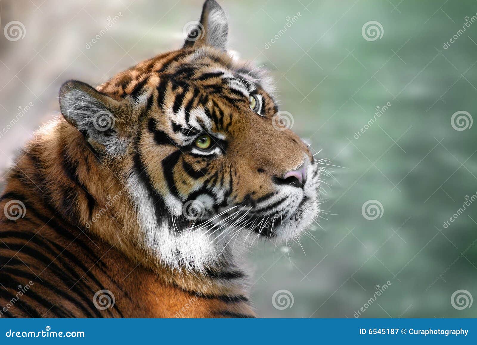 2,321 Tiger Looking Up Stock Photos - Free & Royalty-Free Stock Photos ...