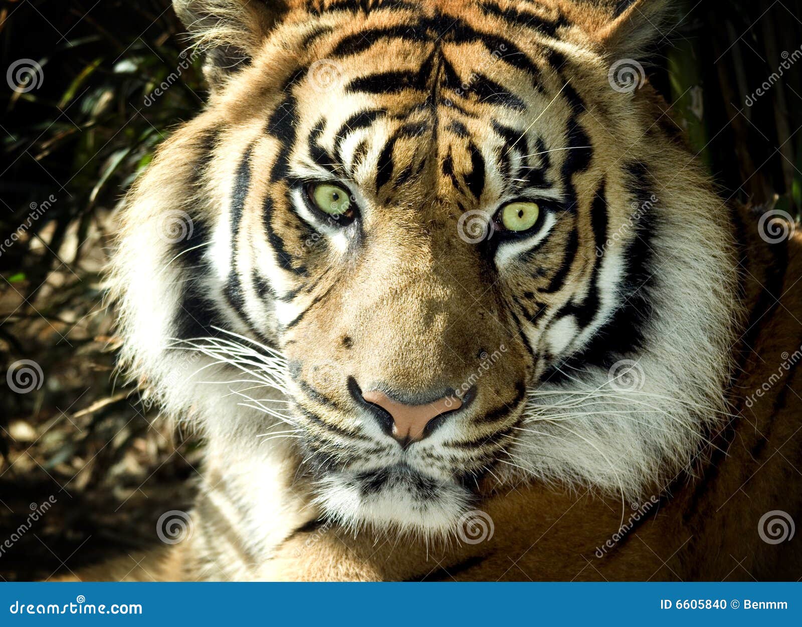 Tiger stock photo. Image of eyes, look, orange, strong - 6605840