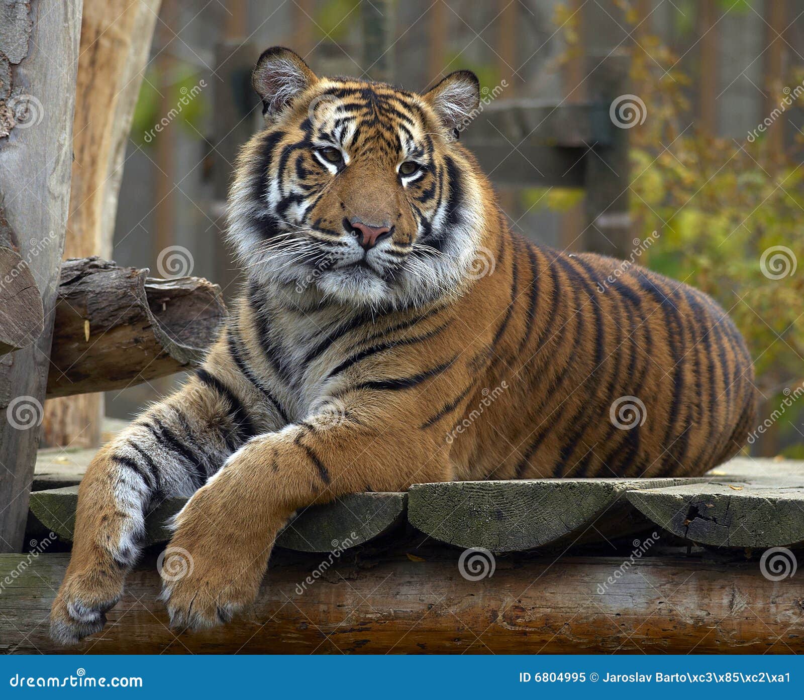 Tiger stock image. Image of tiger, body, detail, animal - 6804995
