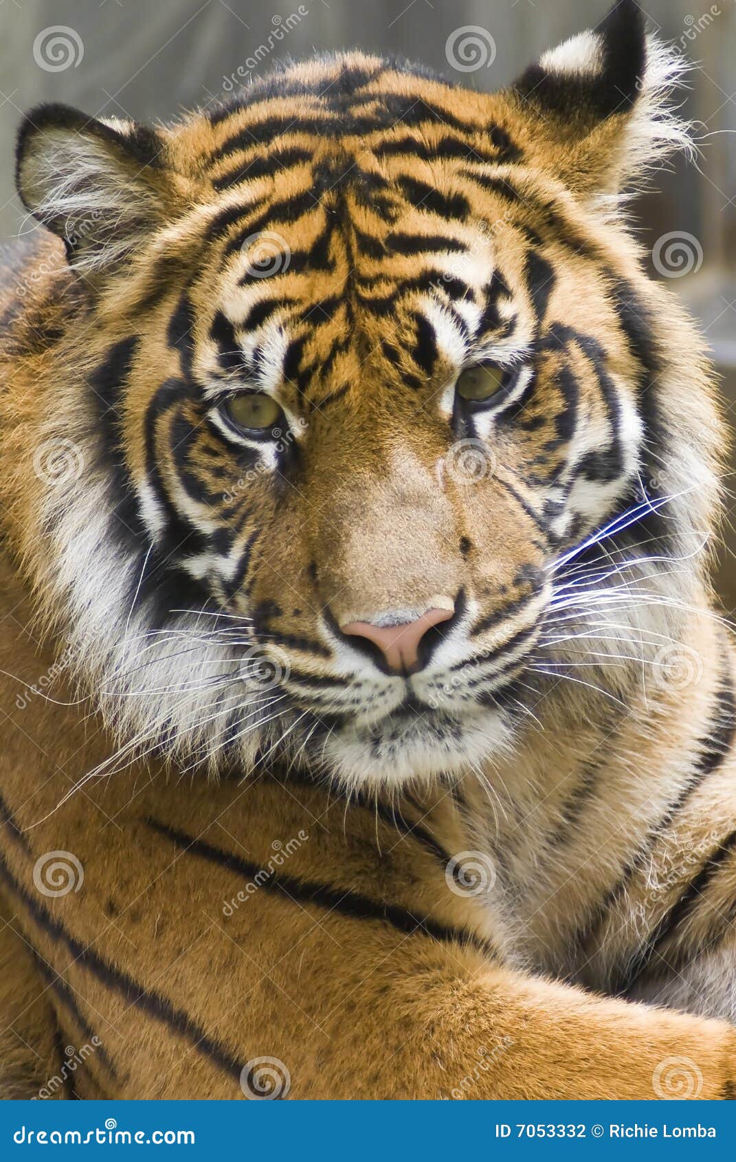 358 Tiger Captured Stock Photos - Free & Royalty-Free Stock Photos from ...