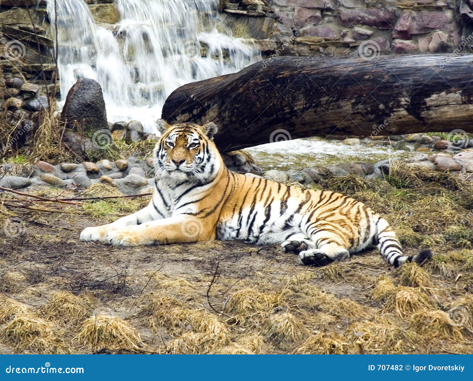 Tiger stock photo. Image of mountains, tiger, moscow, russia - 707482