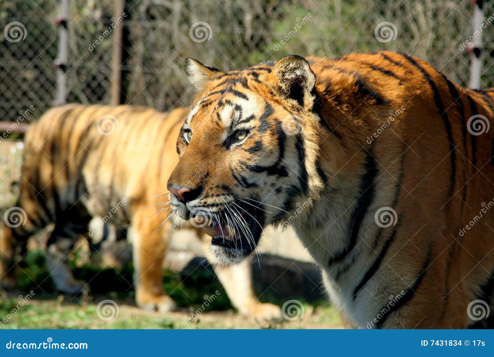 Tiger stock photo. Image of savannah, teeth, powerful - 7431834