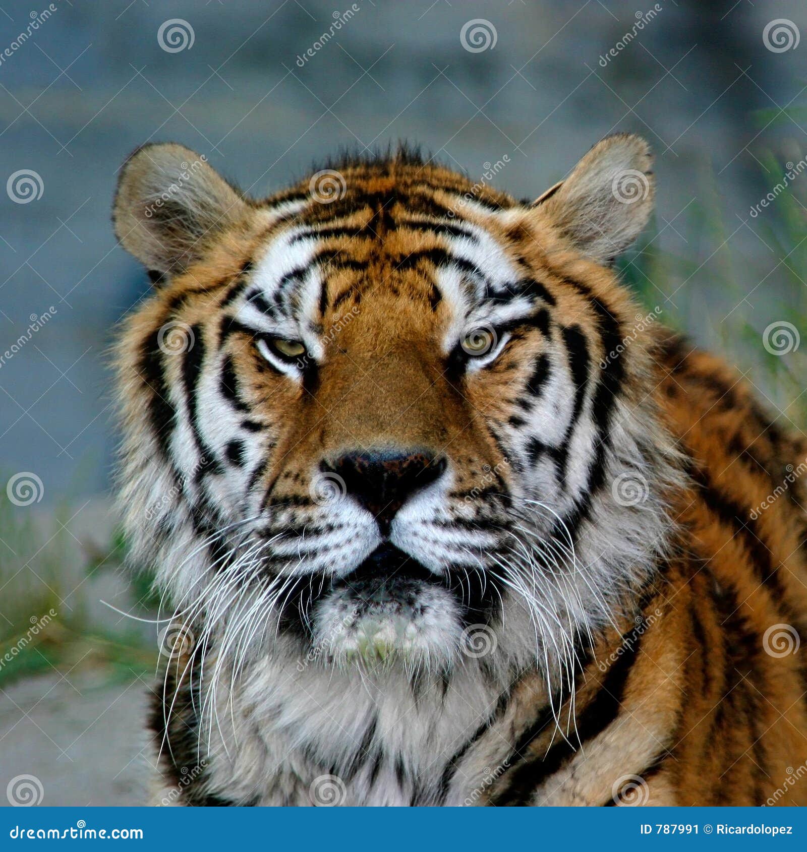 Tiger stock image. Image of fear, wild, angry, danger, eyetooth - 787991