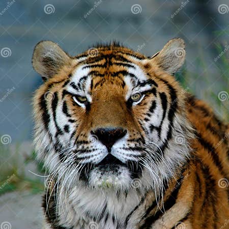 Tiger stock image. Image of fear, wild, angry, danger, eyetooth - 787991