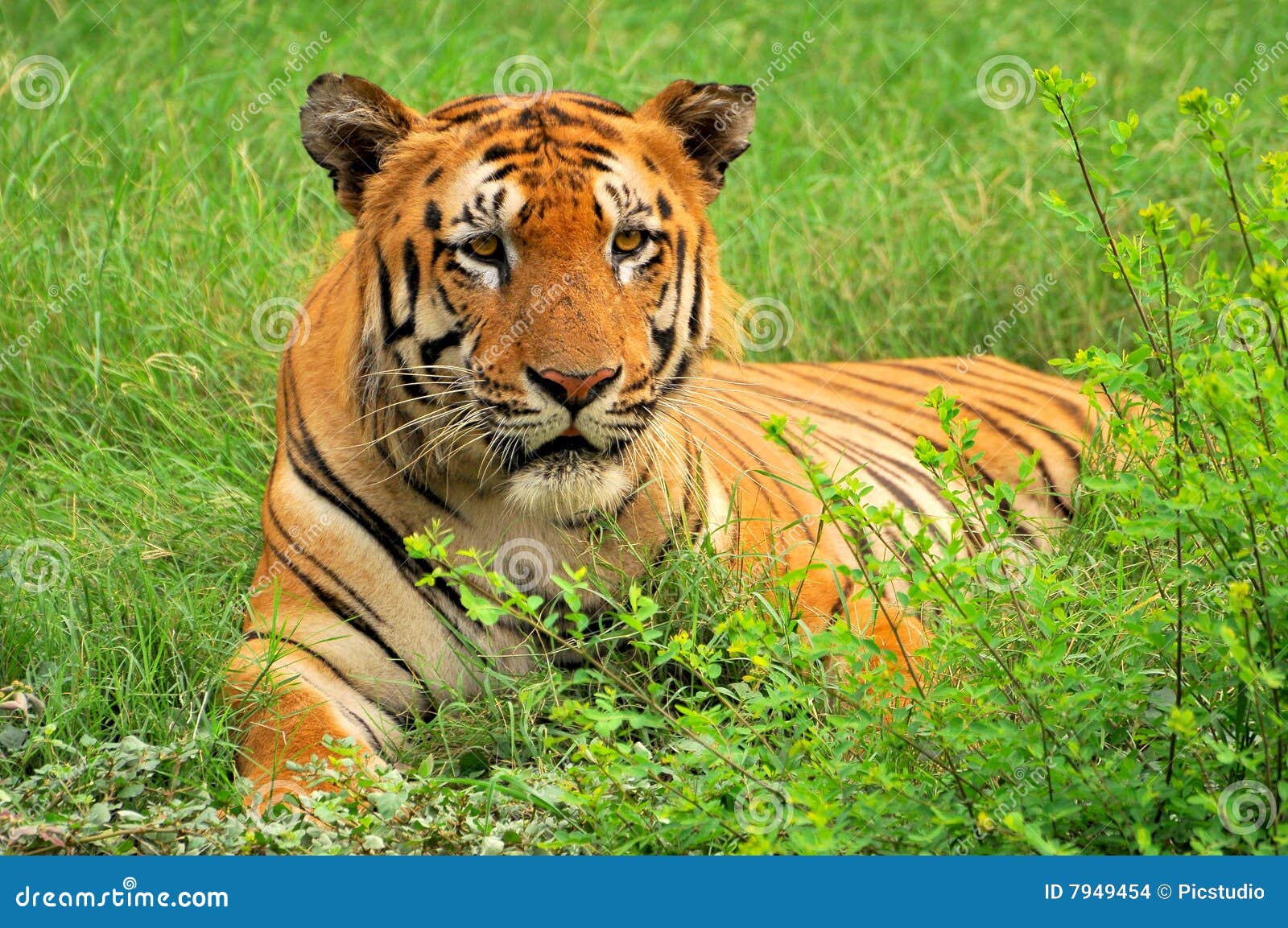 Tiger stock photo. Image of jungle, tiger, animals, cats - 7949454