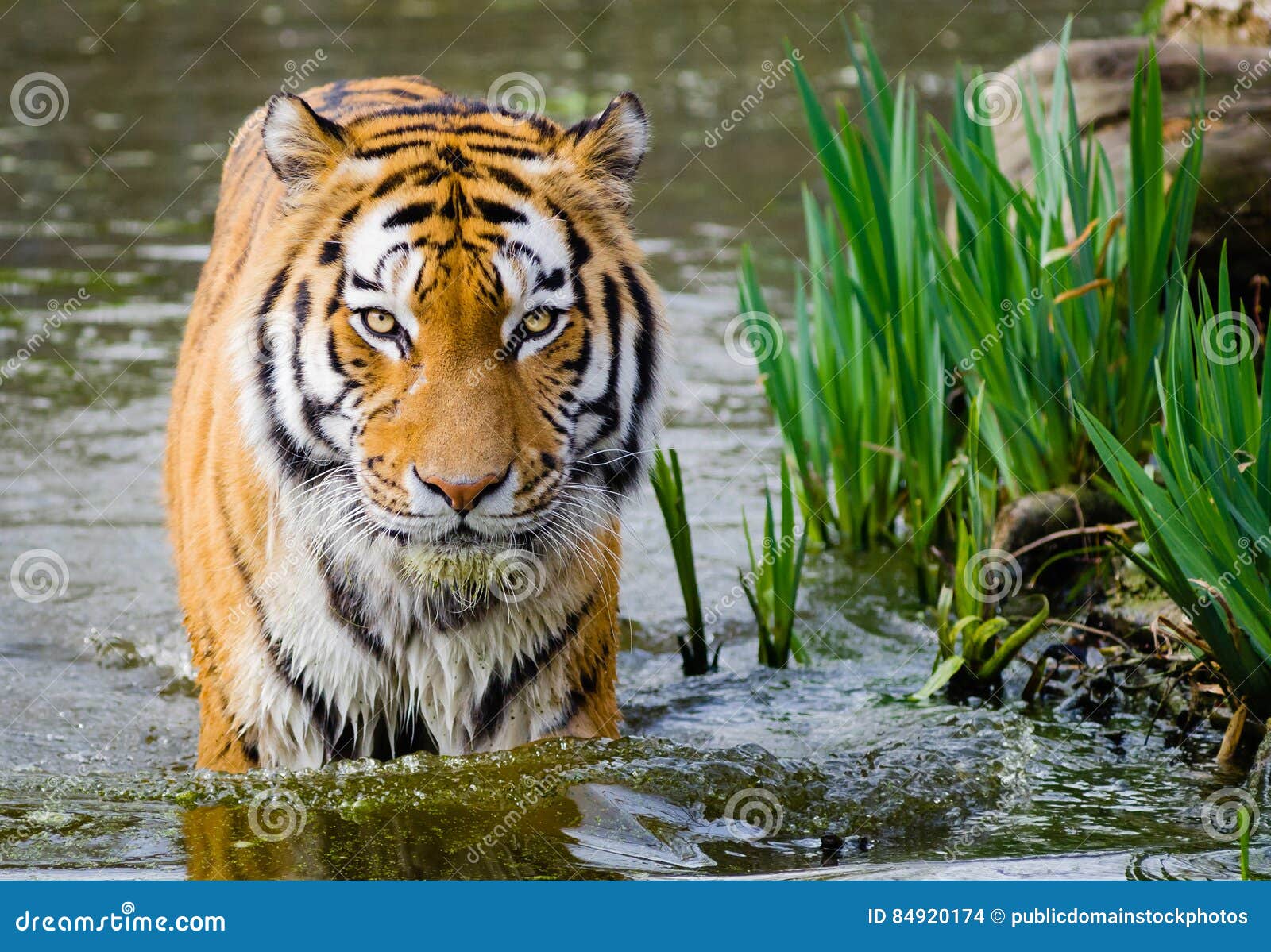 Tiger Bild. Bild: 84920174