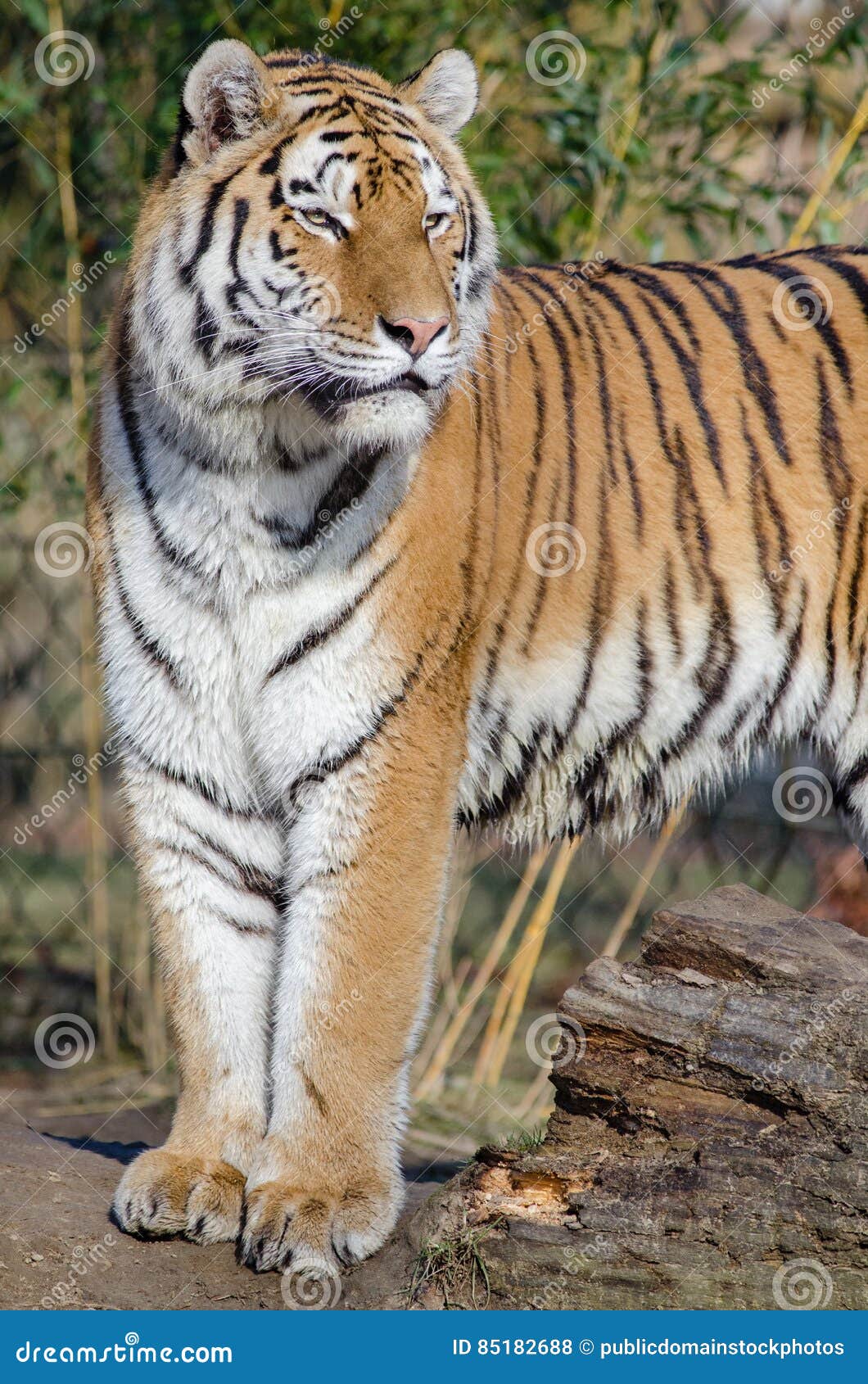 Tiger Picture. Image: 85182688