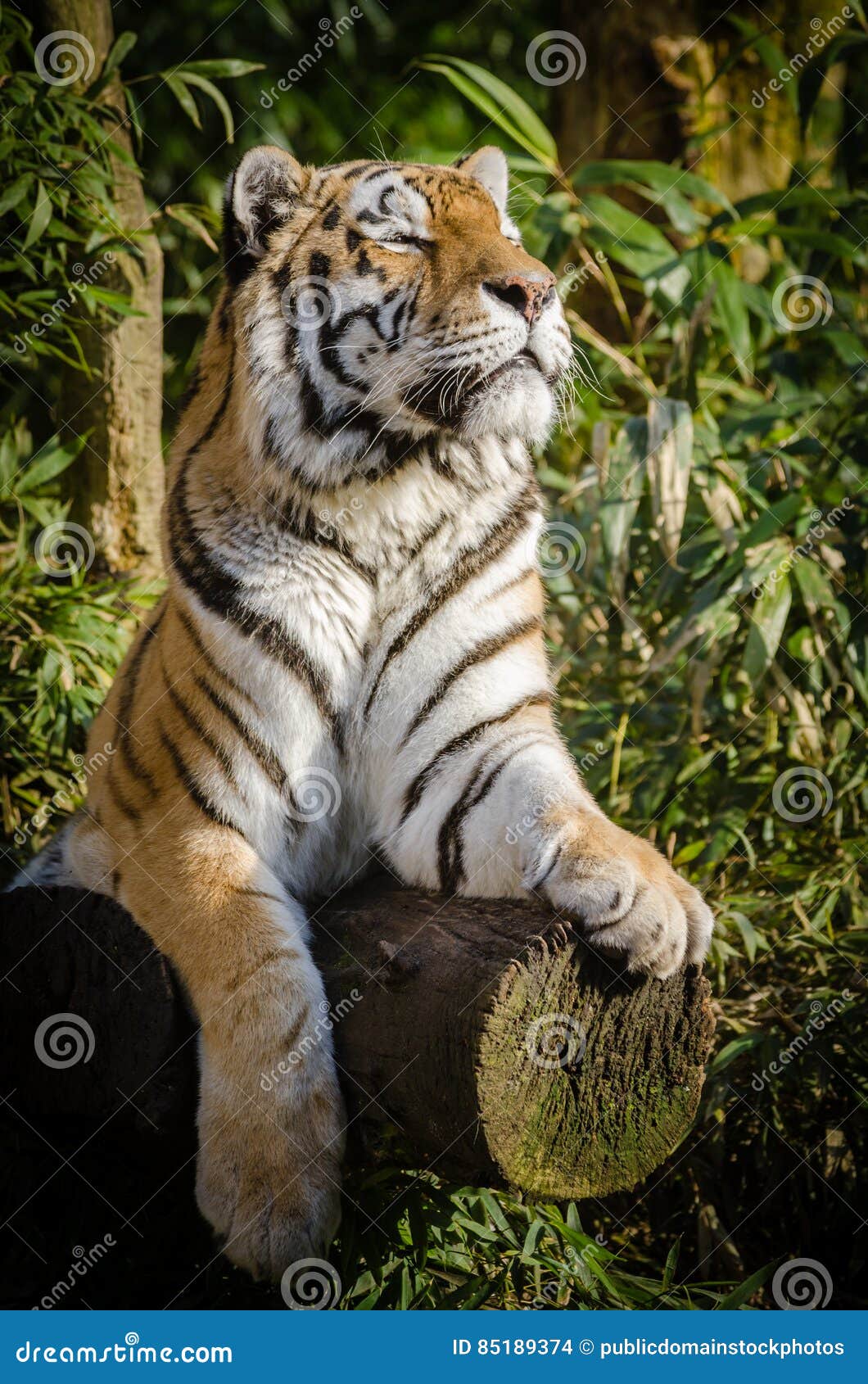 Tiger Bild. Bild: 85189374