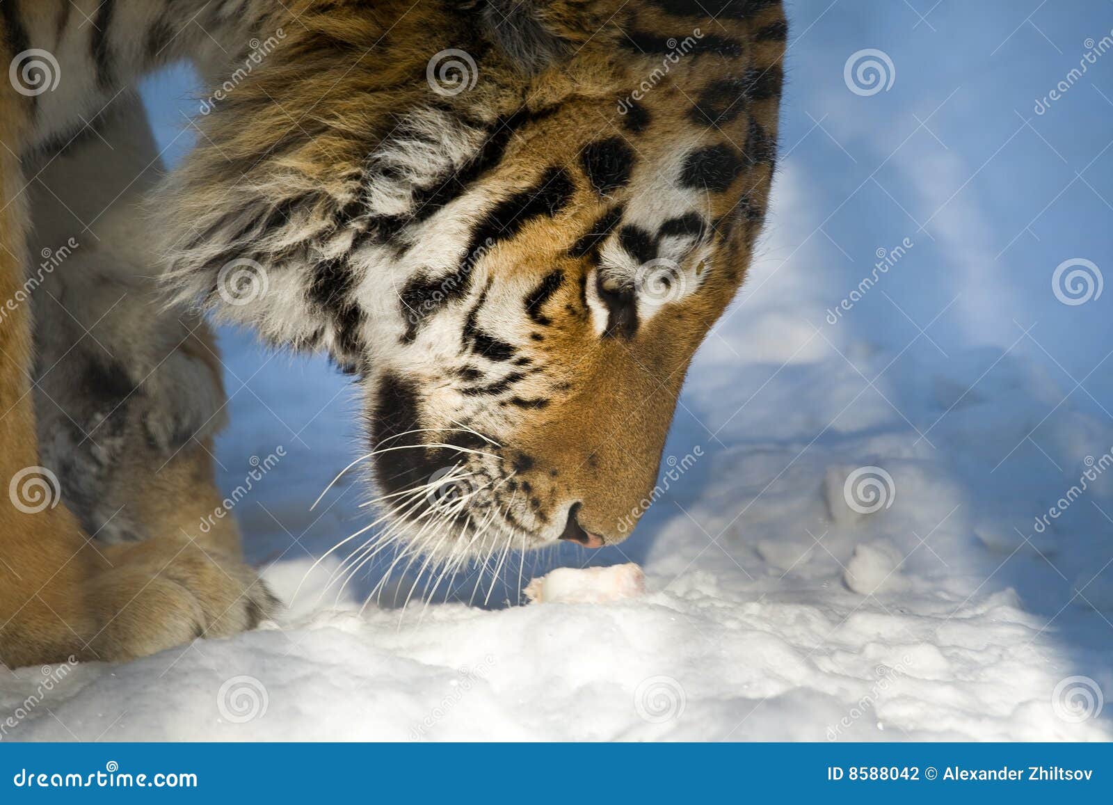 Tiger stock photo. Image of siberia, winter, feline, caracal - 8588042