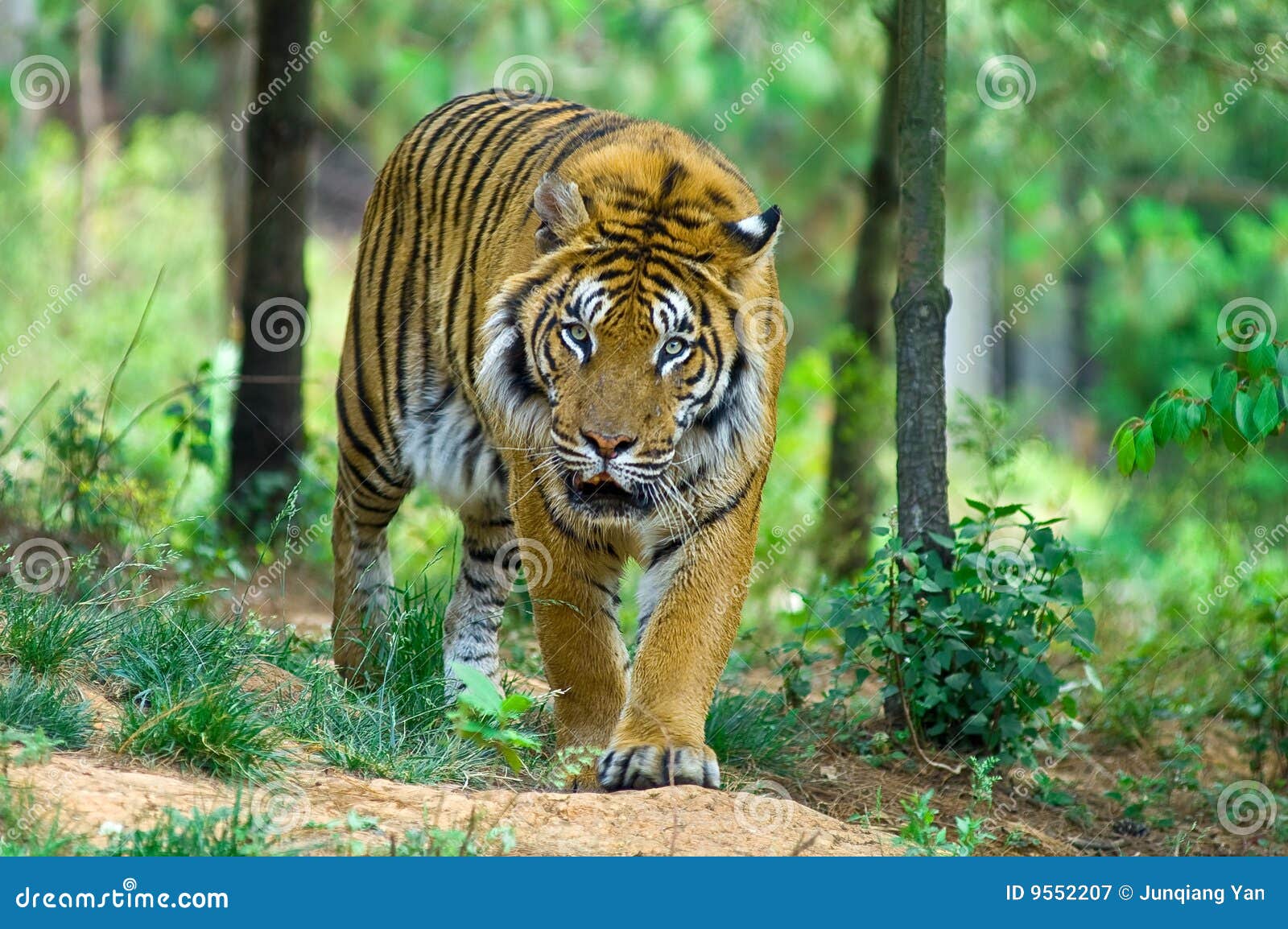 Tiger stock image. Image of ferocious, beautiful, yellow - 9552207