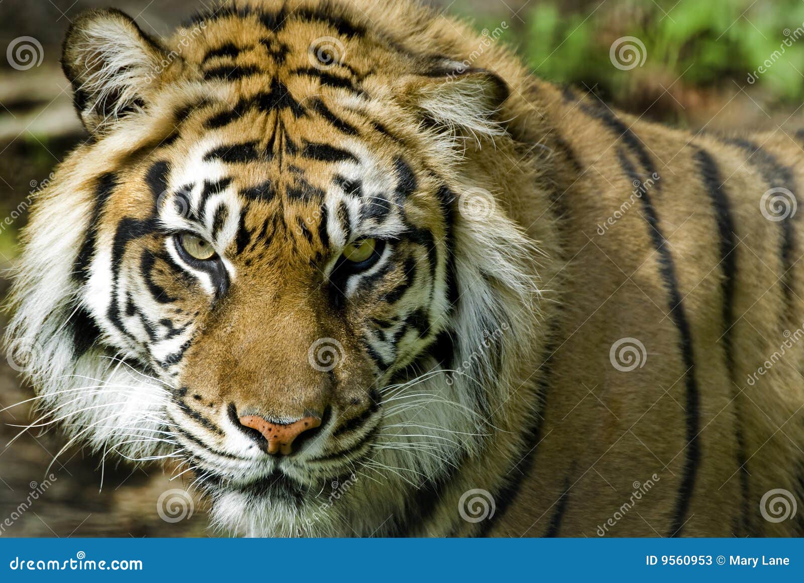 Tiger stock image. Image of animal, nature, stripes, mammal - 9560953