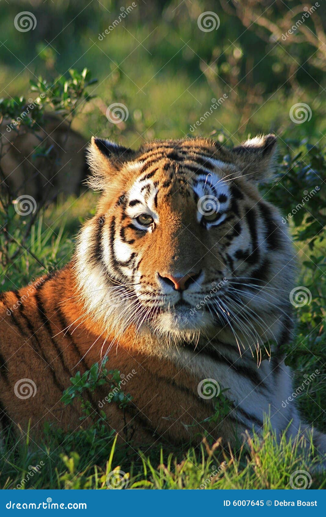 Tiger in Africa stock image. Image of southern, breathing - 6007645