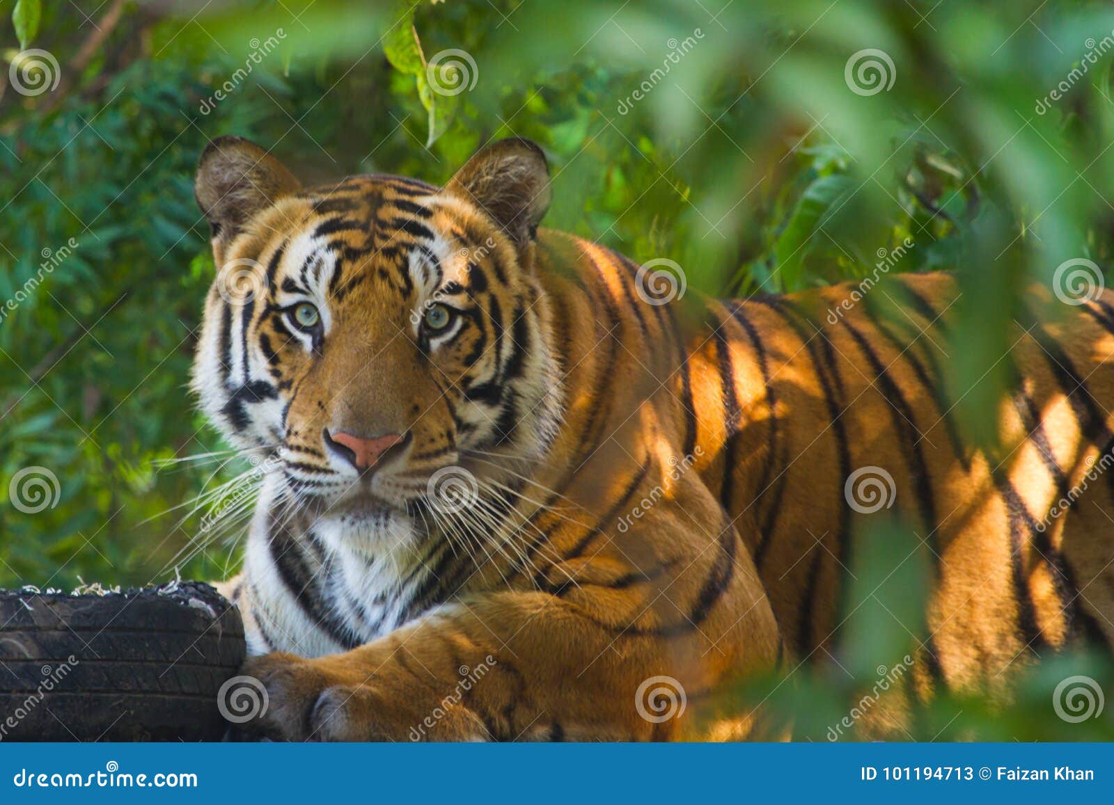 Portrait of Bengal Tiger stock image. Image of animal - 101194713