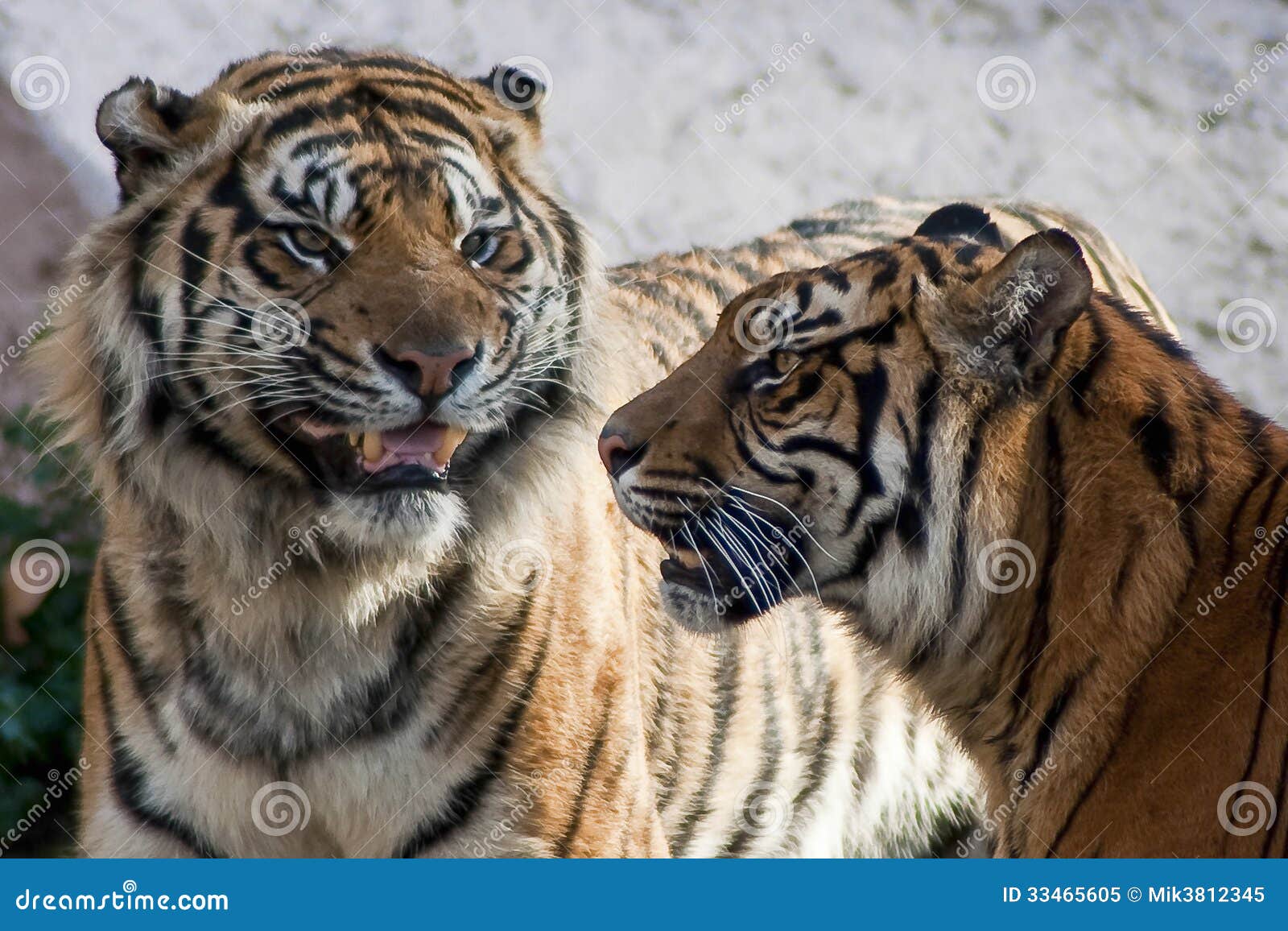 Tiger Royalty Free Stock Photo - Image: 33465605