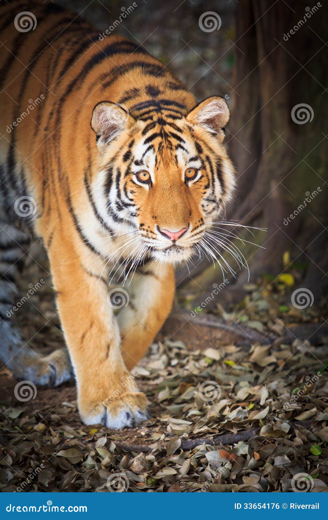 Tiger stock photo. Image of hunter, mammal, gaze, eyes - 33654176