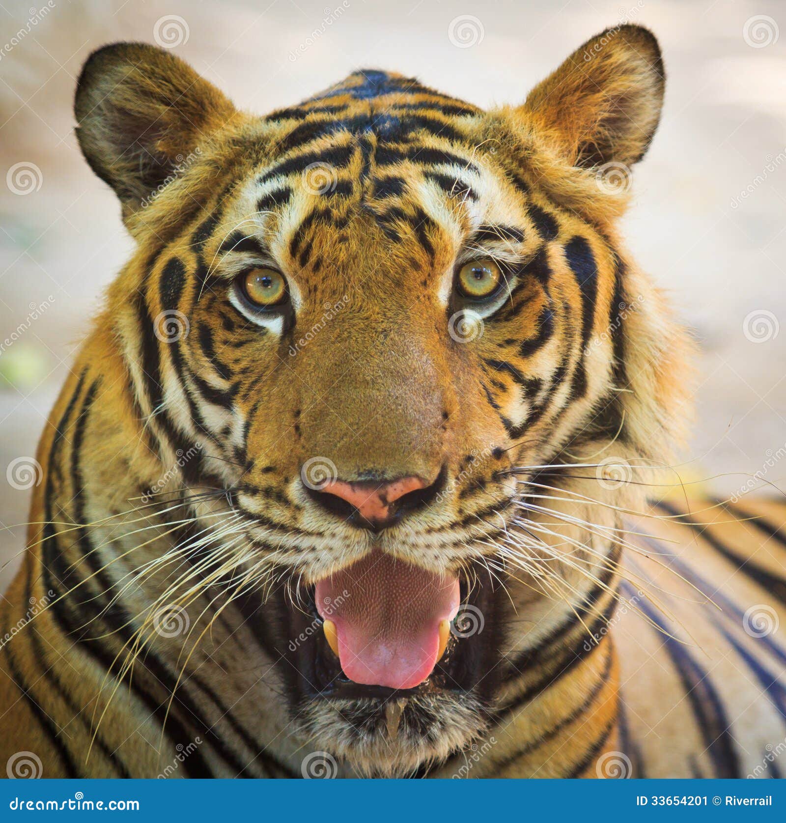 Tiger stock image. Image of front, head, anger, beautiful - 33654201