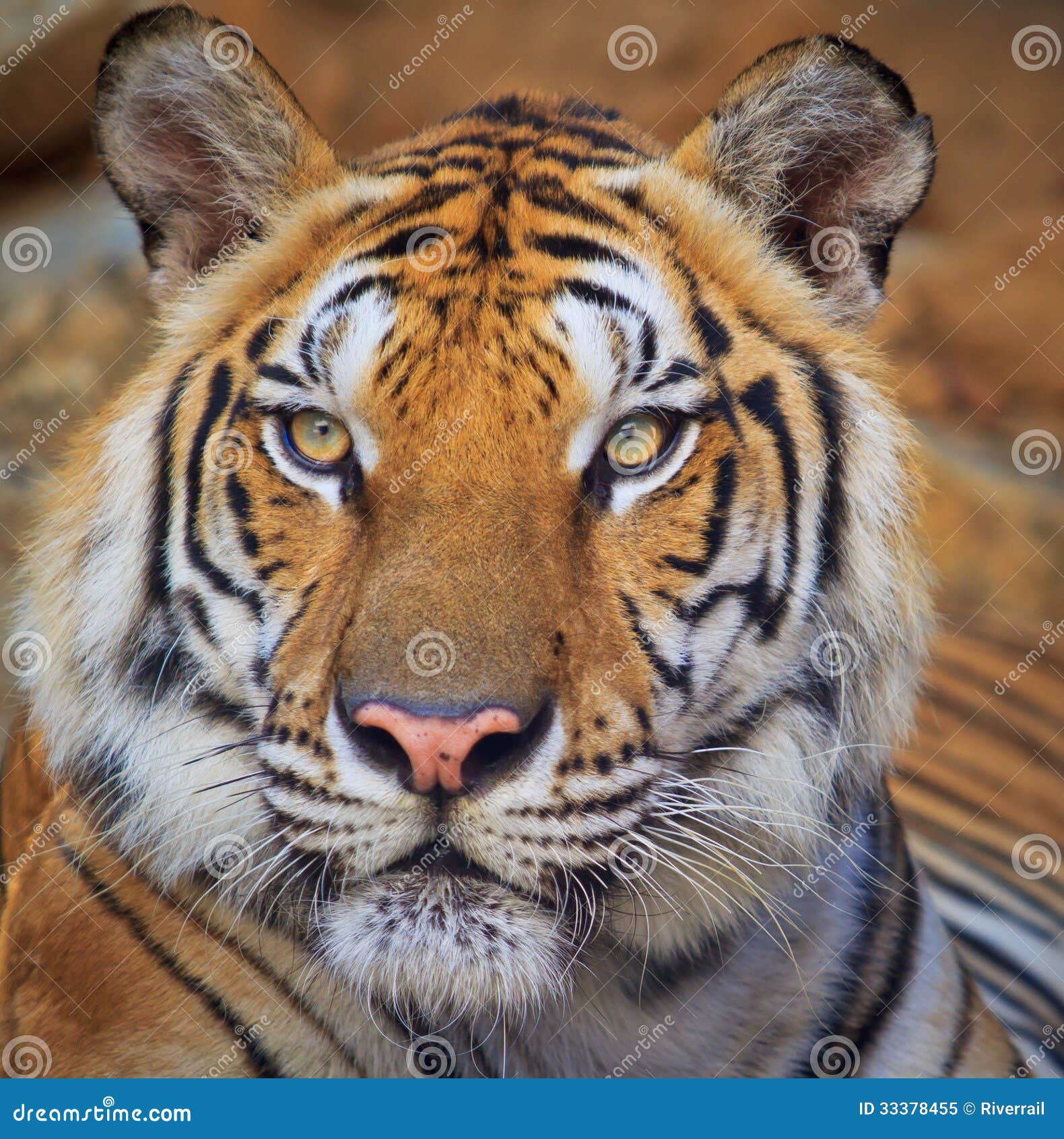 Tiger stock image. Image of animal, front, danger, beauty - 33378455