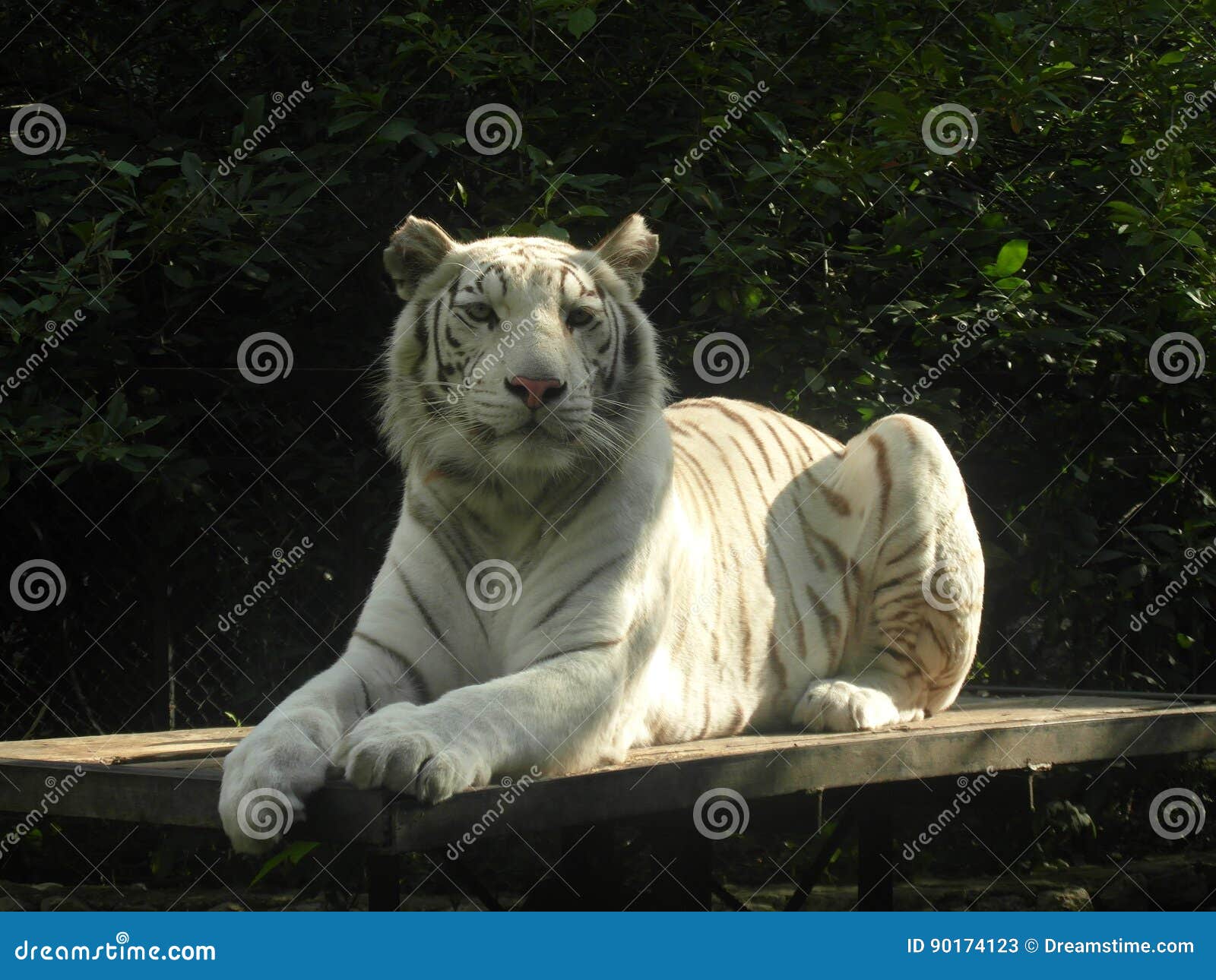 Tiger albino stock image. Image of rests, animals, albino - 90174123