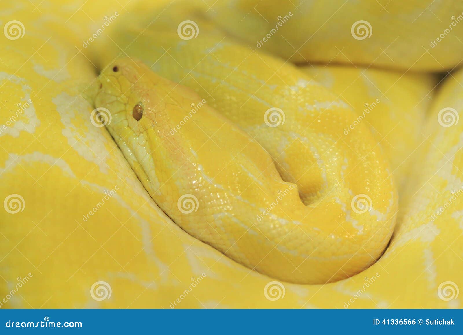 Tiger albino python snake stock photo. Image of chain - 41336566