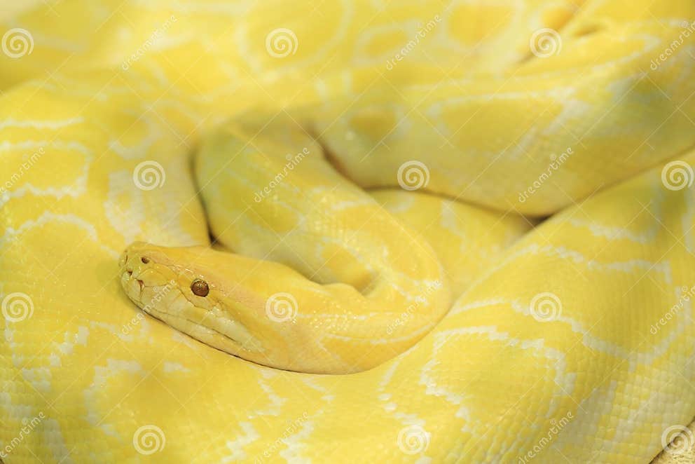 Tiger albino python snake stock image. Image of view - 41336609
