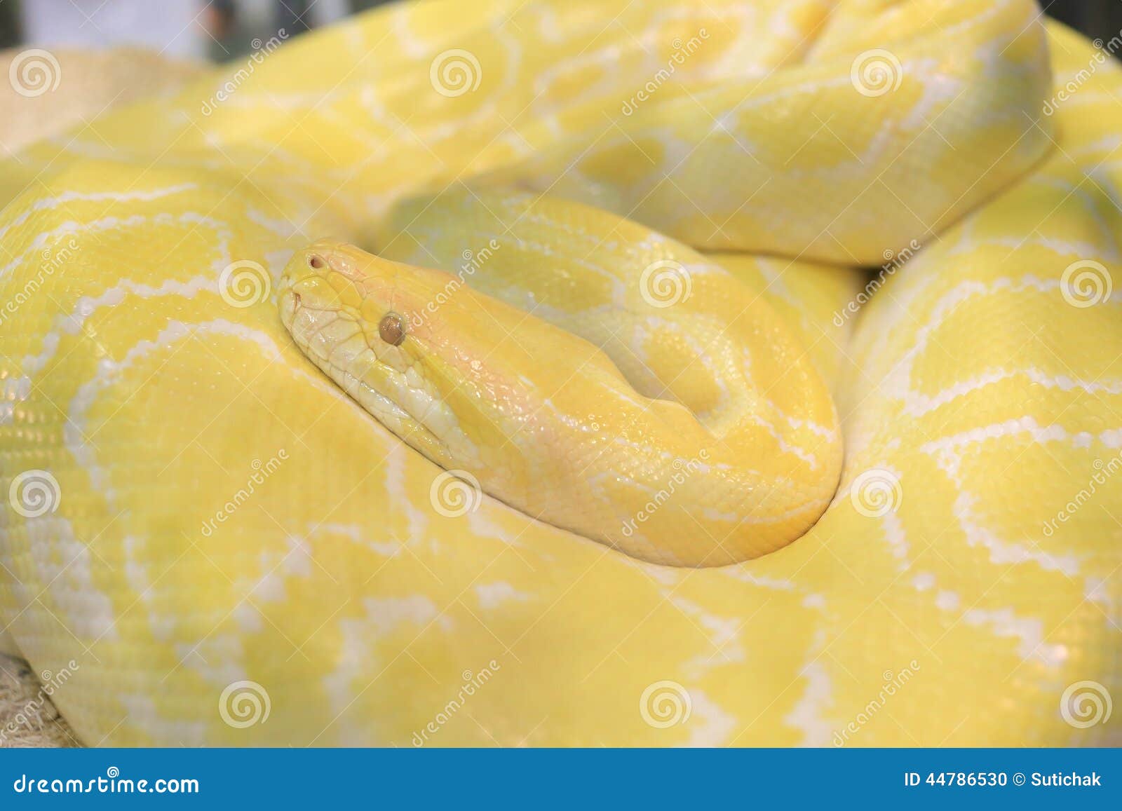 Tiger albino python snake stock photo. Image of serpent - 44786530