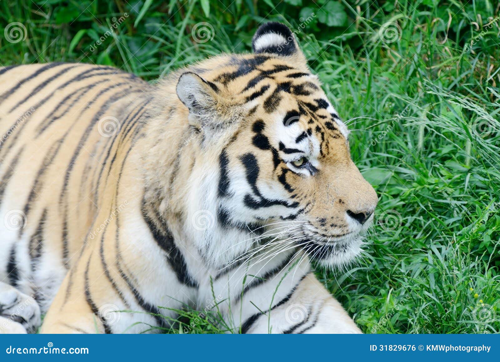 Tiger alert stock photo. Image of asian, beast, endangered - 31829676