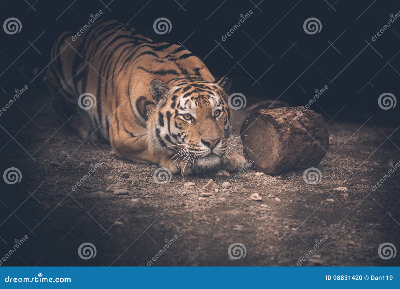 Tiger stock photo. Image of portrait, animals, biologo - 98831420