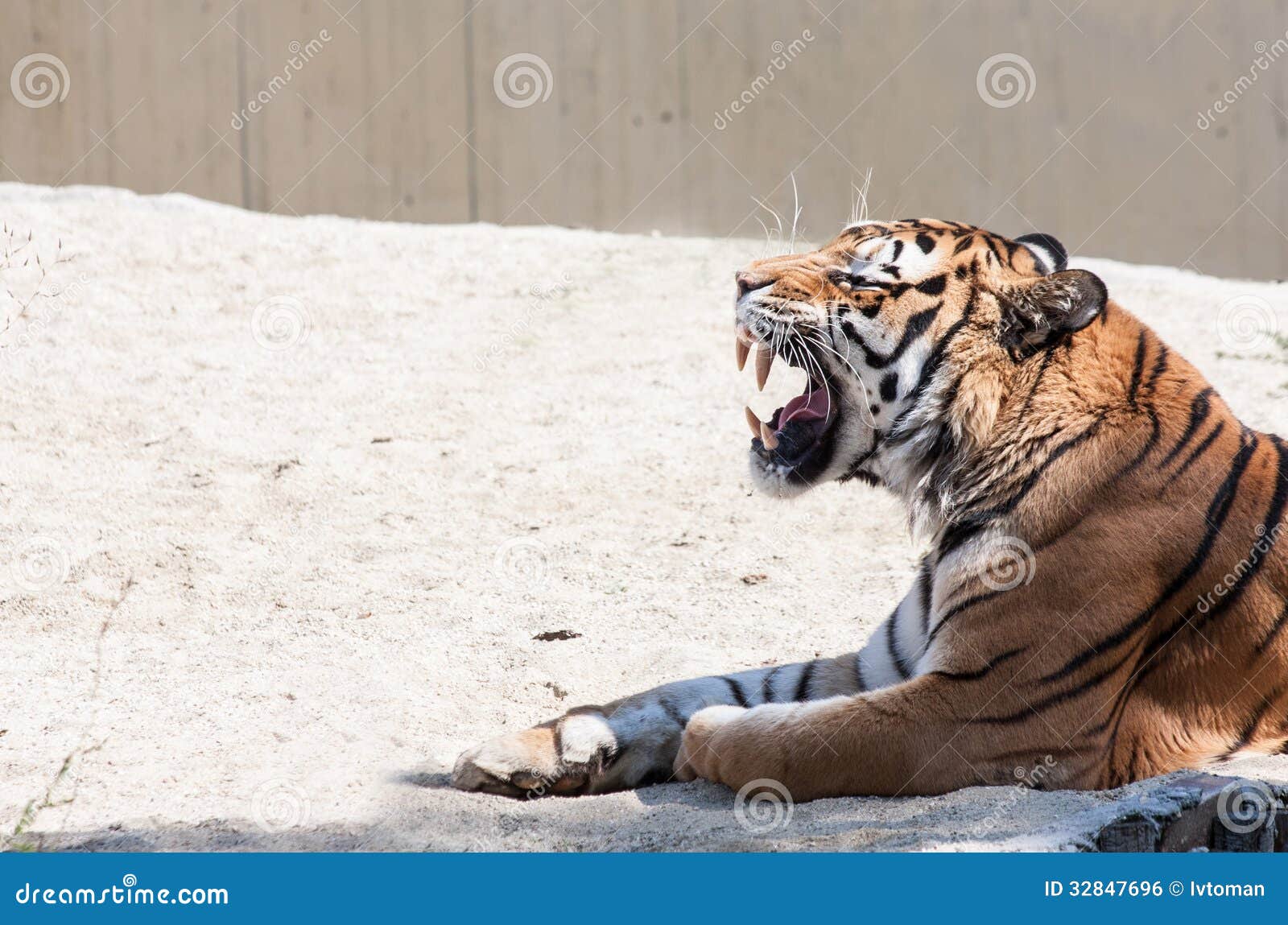 Tiger stock photo. Image of teeth, mouth, siberian, wildcat - 32847696
