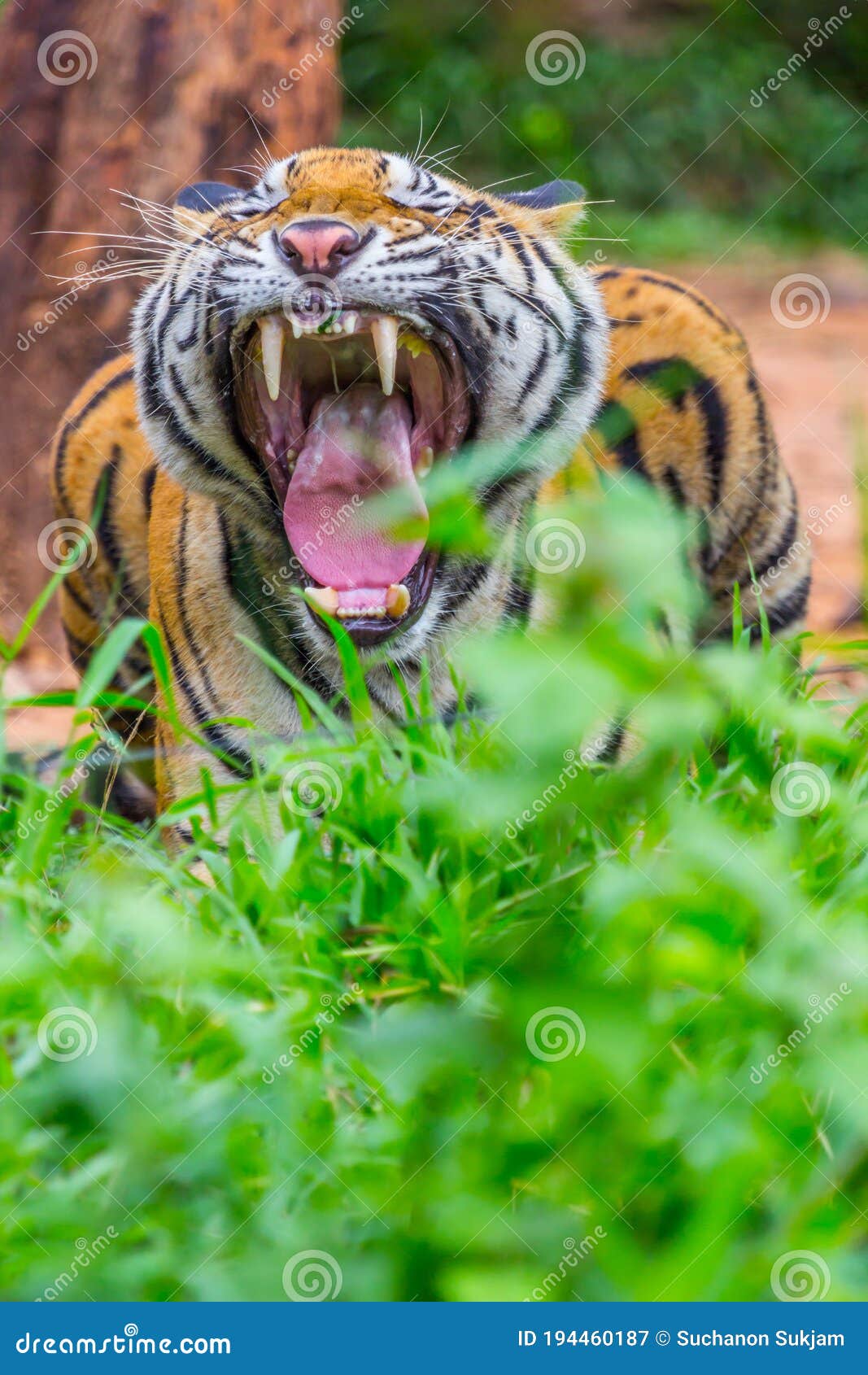 Tiger angry teeth stock image. Image of carnivore, aggressive - 194460187