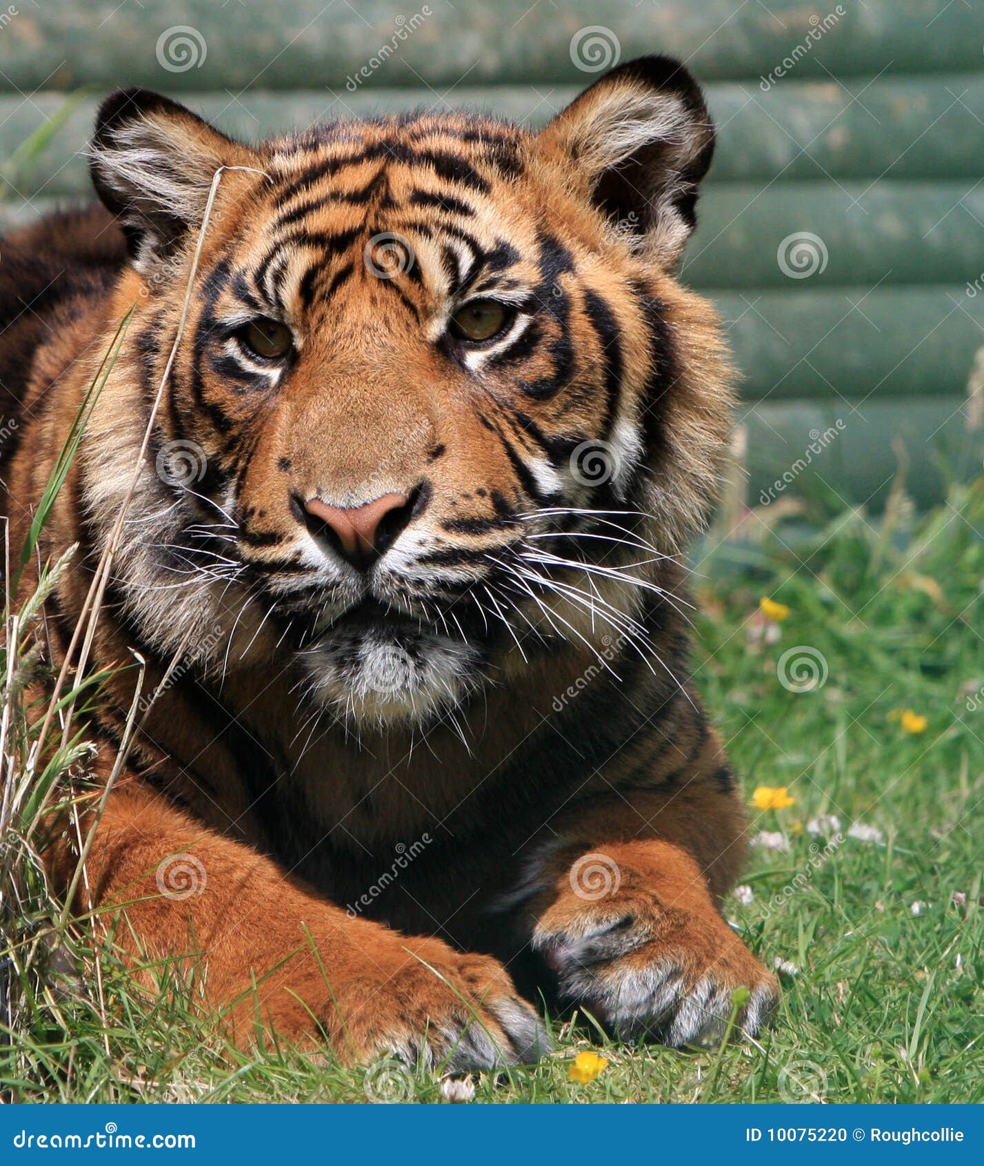 Tiger Animal Picture. Image: 10075220
