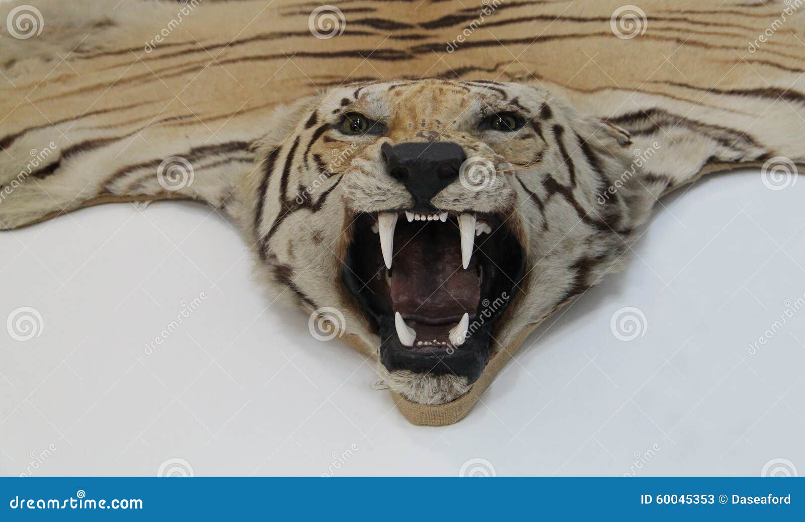 Tiger Skin, Original Tiger Skin Texture From Zoo Royalty-Free Stock ...