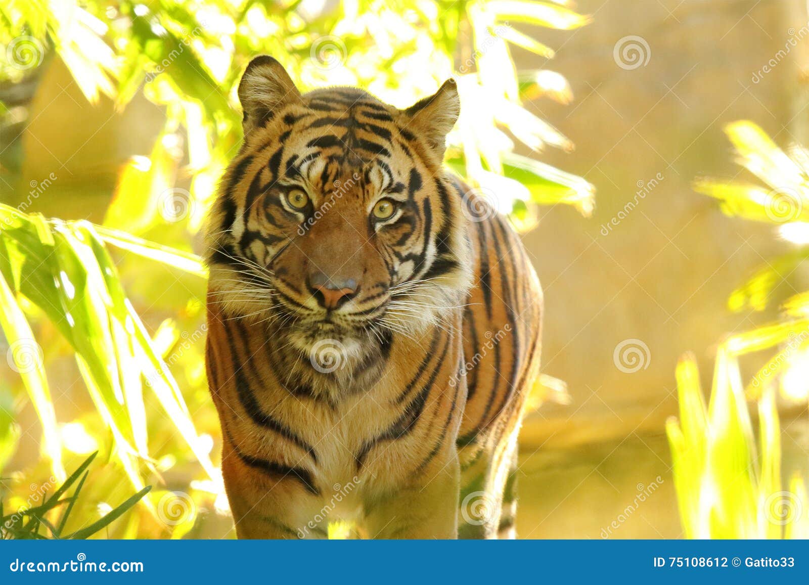 Tiger Approaching stock photo. Image of approaching, jungle - 75108612