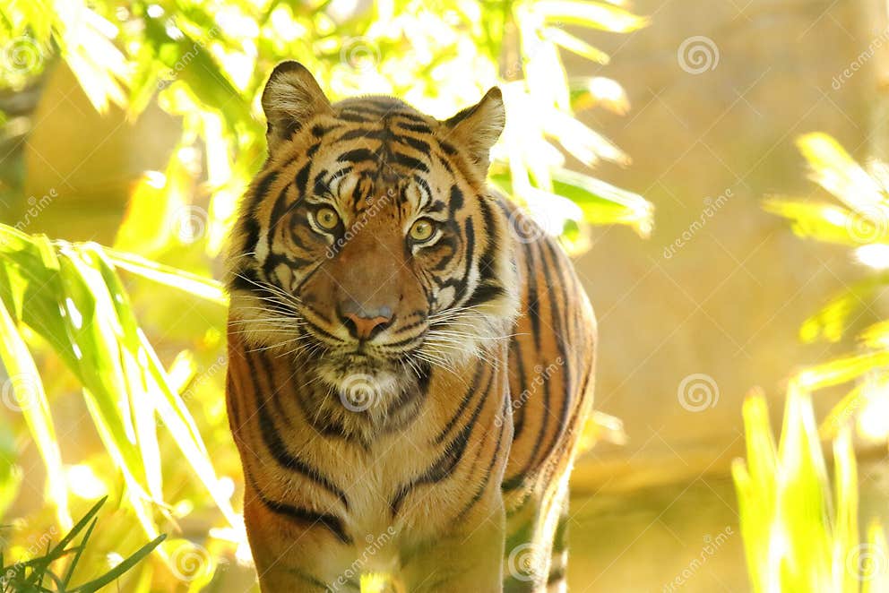 Tiger Approaching stock photo. Image of approaching, jungle - 75108612
