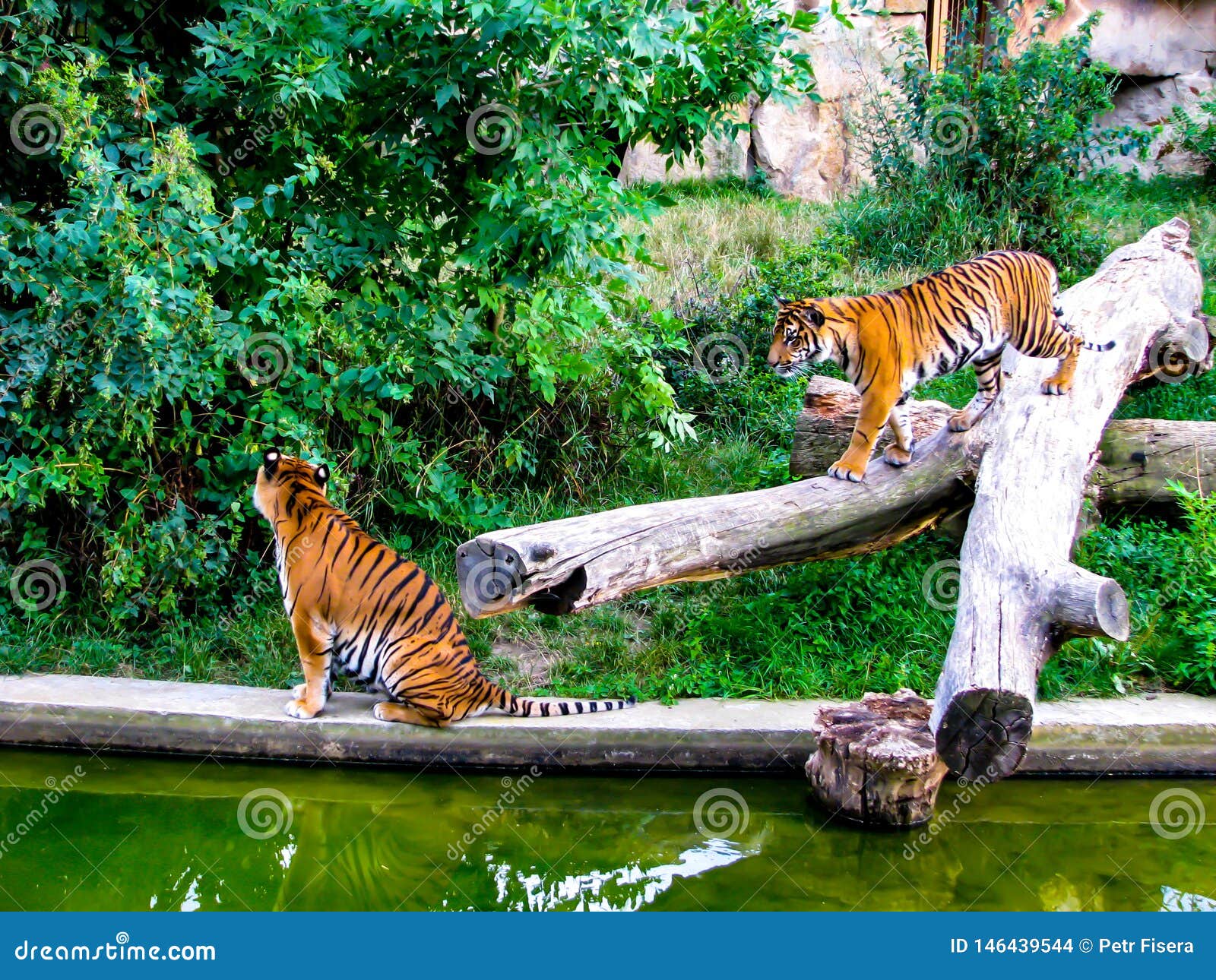 The Tiger is Approaching the Other Tiger. Two Tigers Stock Photo - Image of lake, beauty: 146439544