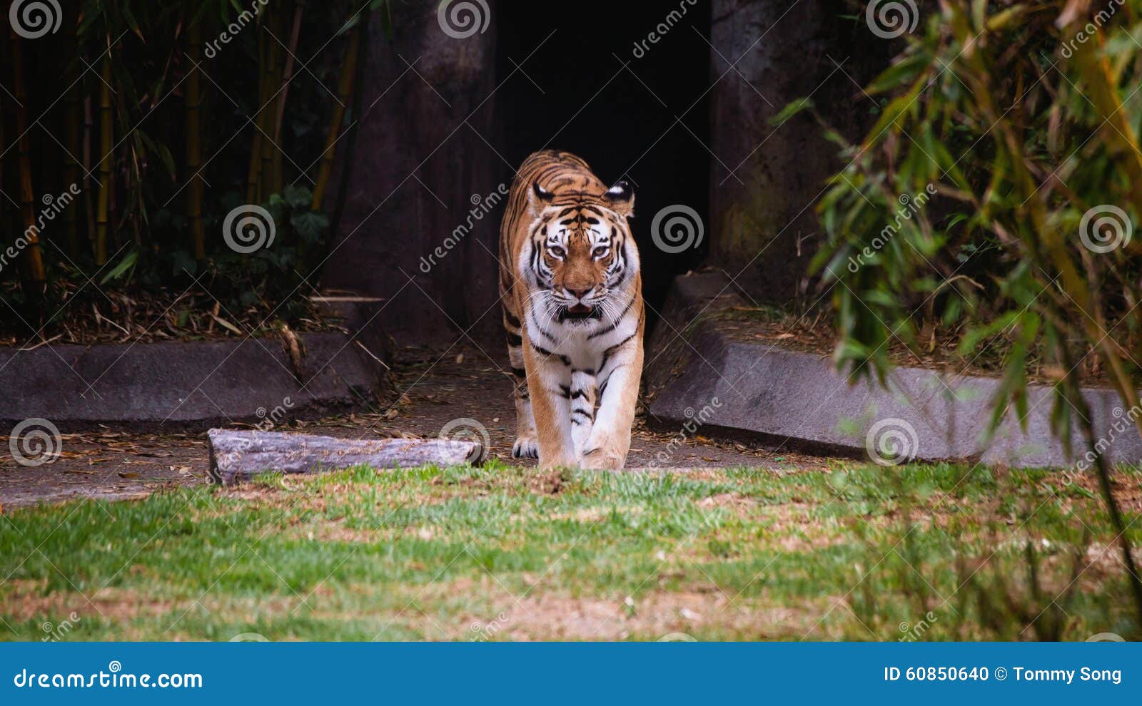 Tiger Approaching from Tunnel Stock Photo - Image of emerging ...