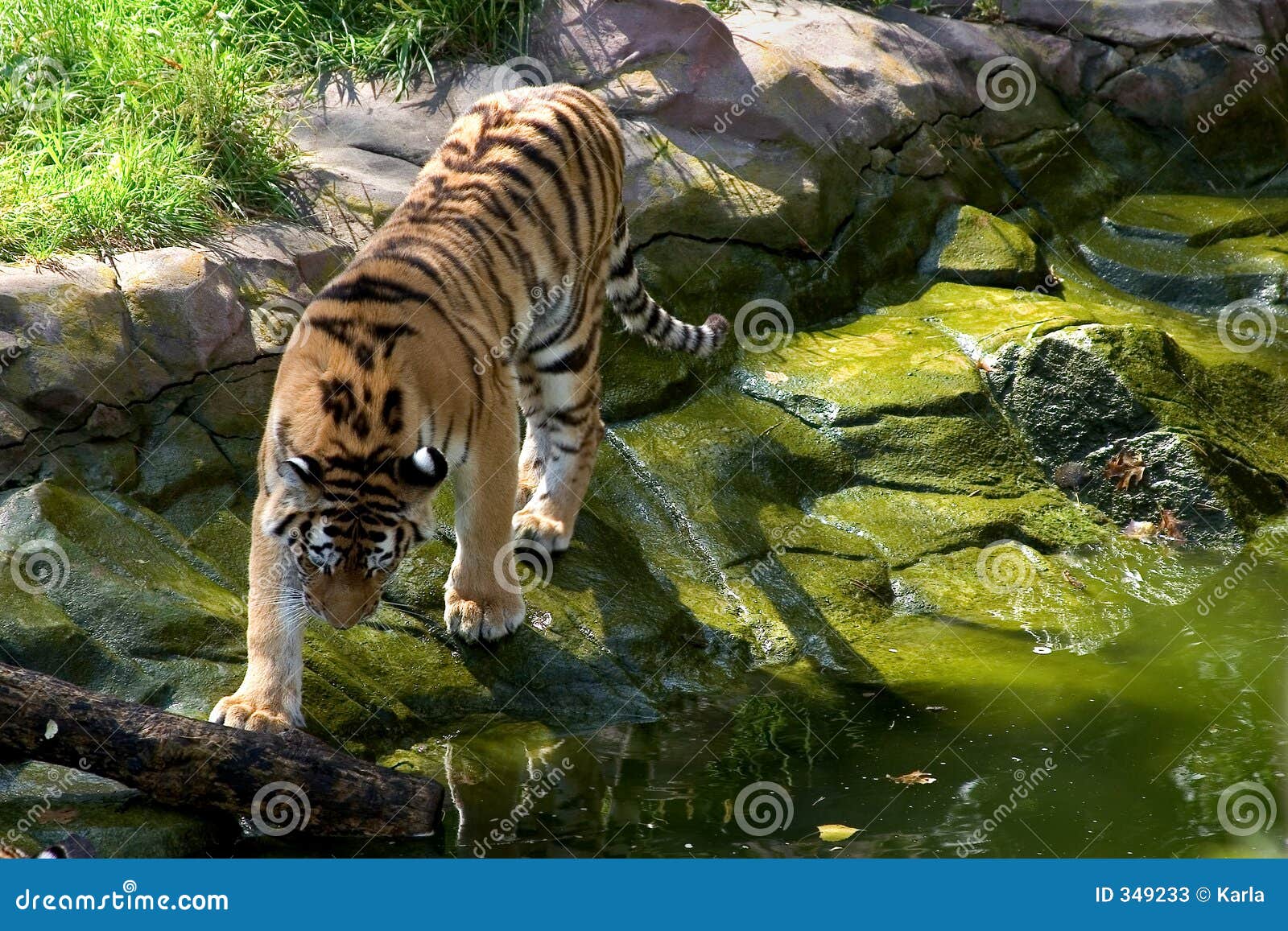 Tiger Approaching the Water Stock Image - Image of stalking, stones: 349233