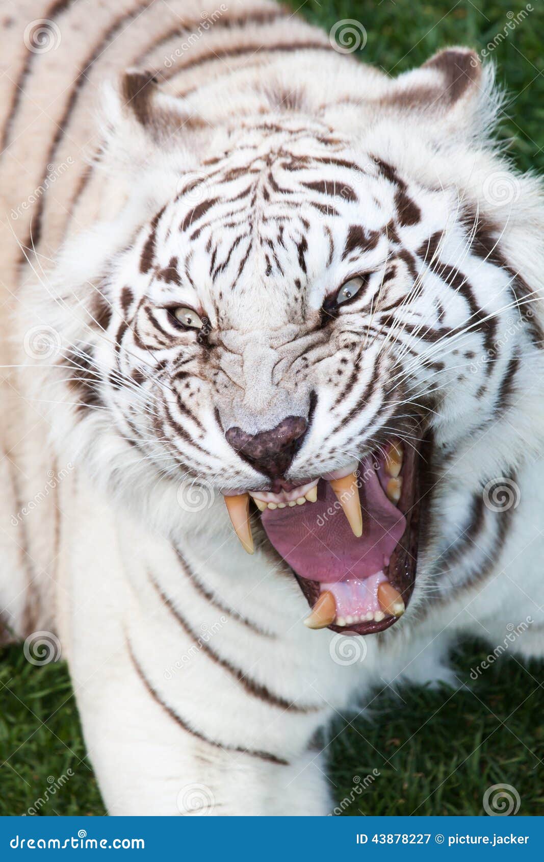 Tiger Attack Stock Photo - Image: 43878227