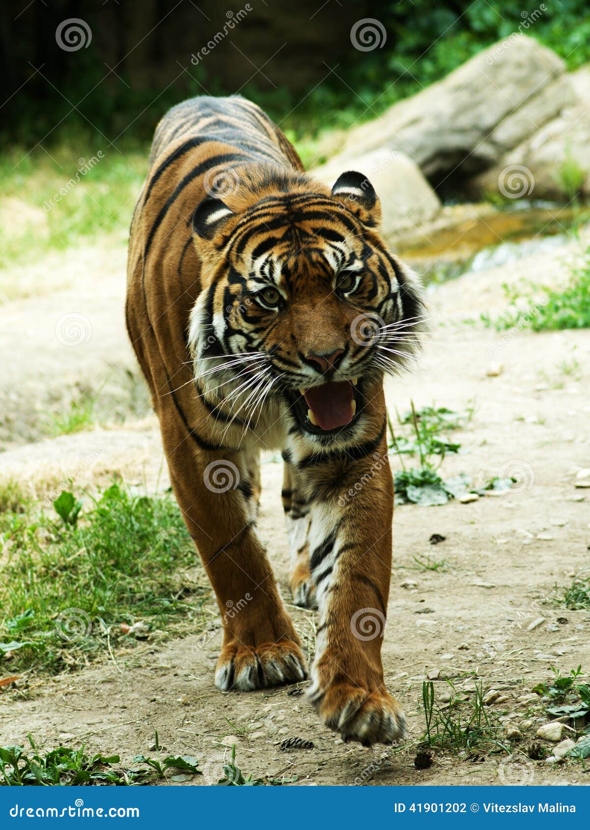 Tiger before attack stock photo. Image of asian, predator - 41901202