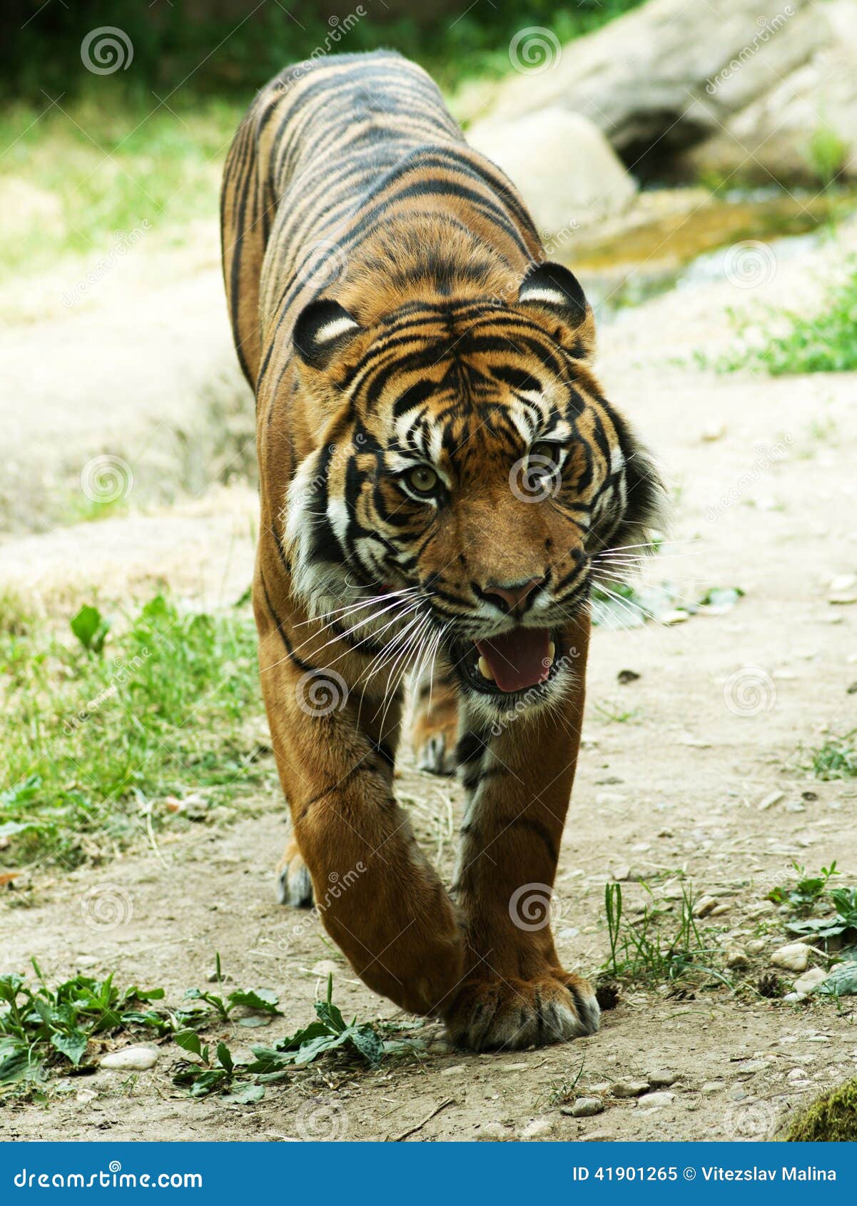 Tiger before attack stock image. Image of force, tiger - 41901265