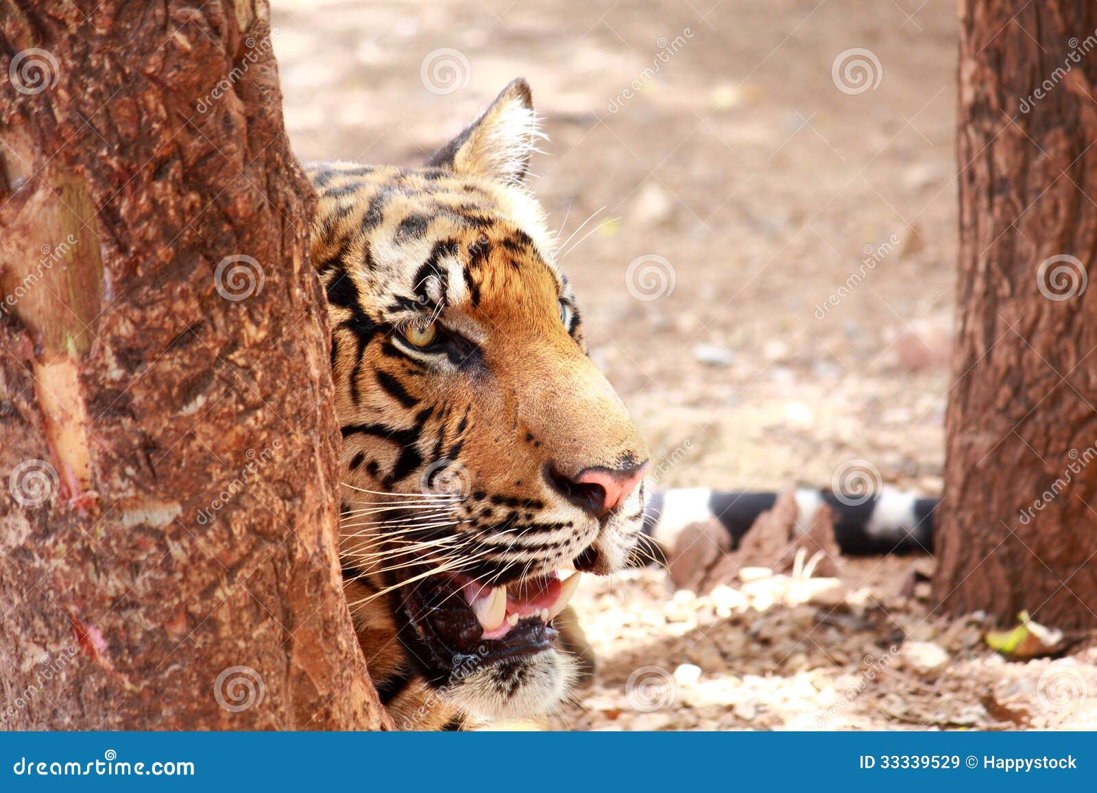 Tiger stock image. Image of predator, wild, baby, behavior - 33339529
