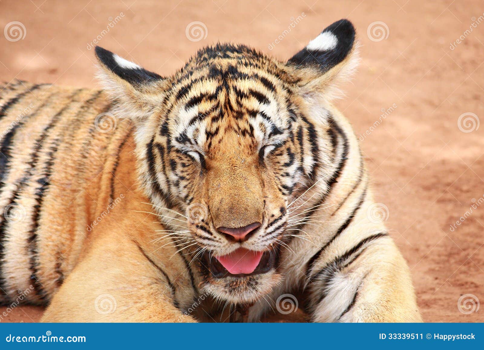 Tiger stock image. Image of stripes, beauty, land, wildlife - 33339511
