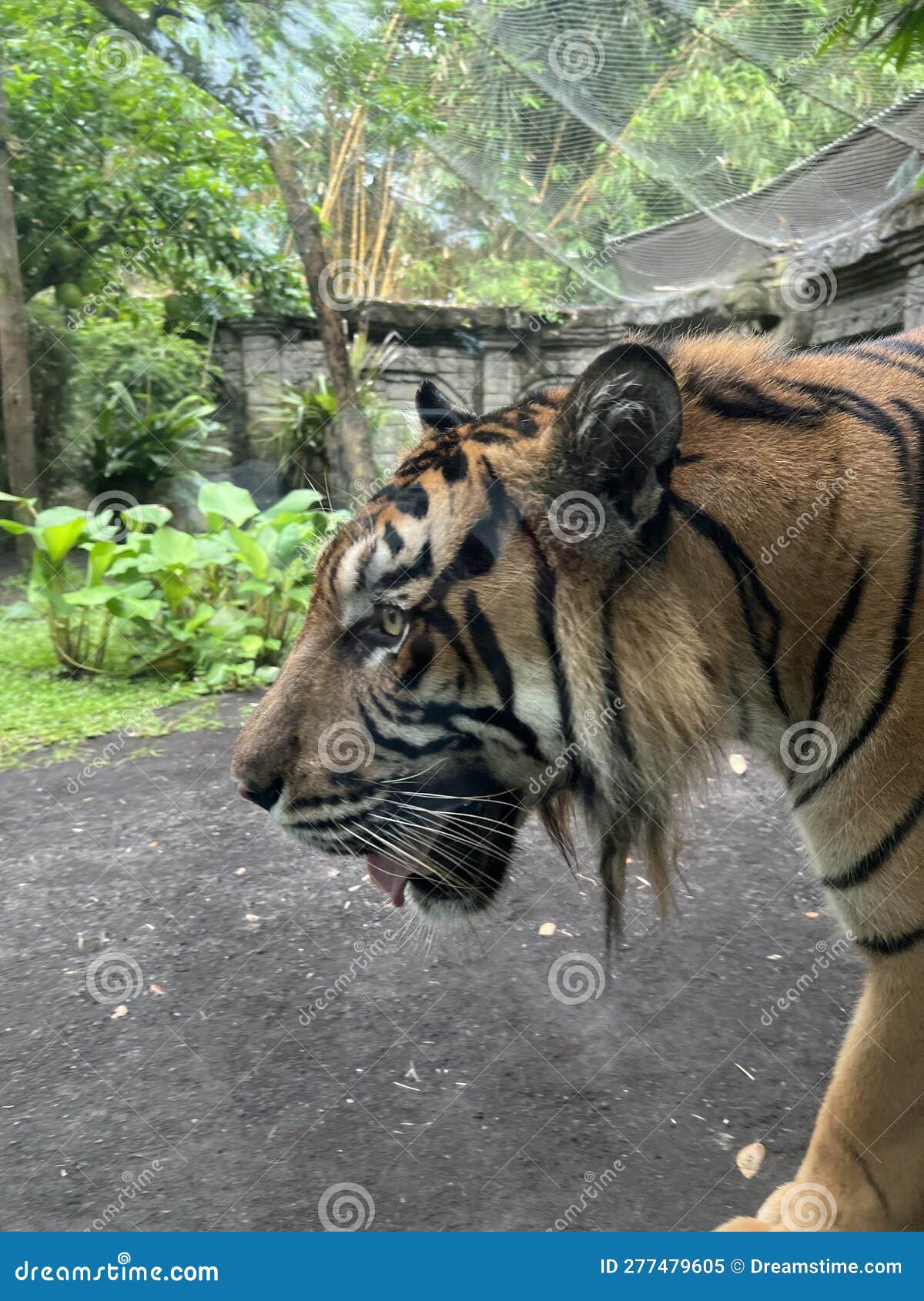 Tiger stock image. Image of sumatra, forest, bali, tiger - 277479605
