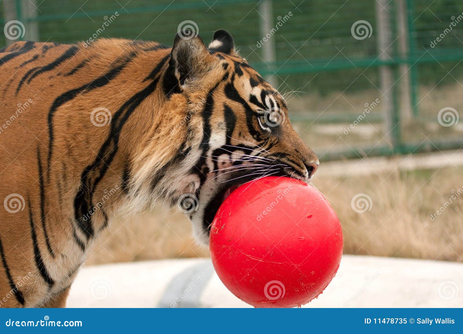 Tiger with Ball in His Mouth Stock Image - Image of ball, playful: 11478735