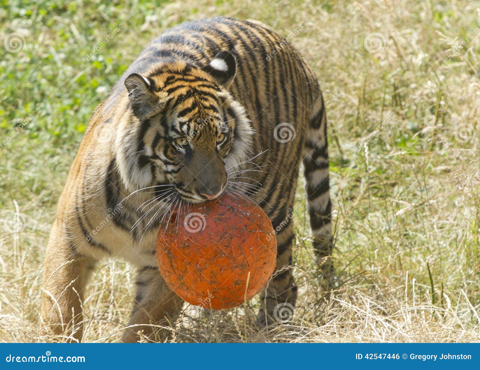 Tiger with ball. stock photo. Image of feline, hunter - 42547446